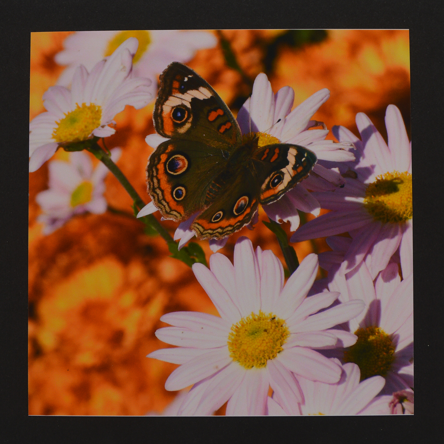 Catherine Hanson Buckeye in the Bushes | LibertyTown Arts Workshop