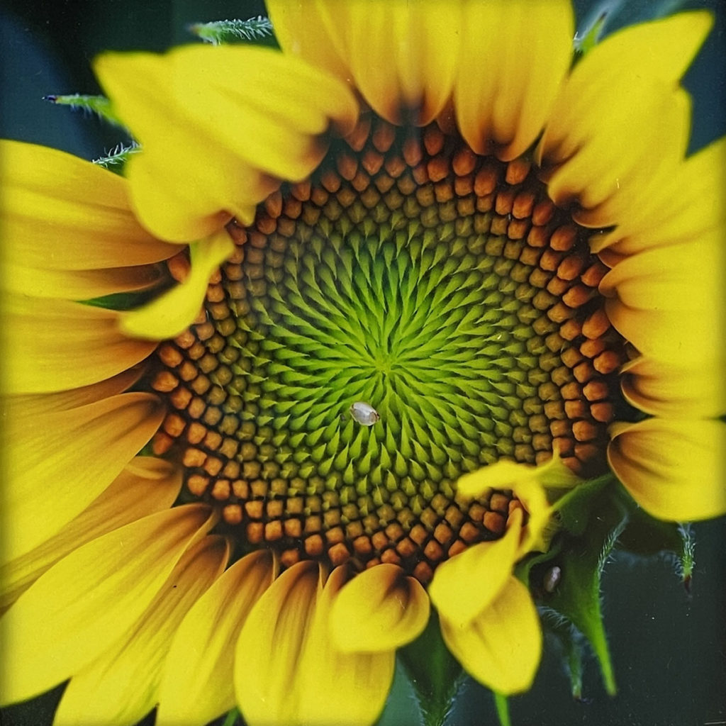 Lorraine Serbinski-Sunflower | LibertyTown Arts Workshop