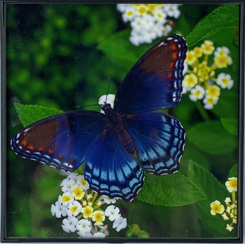 Red Spotted Purple Butterfly Lorraine Serbinski | LibertyTown Arts Workshop